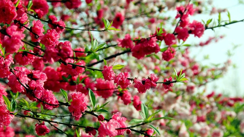 三峡大学风景-三峡大学英文网